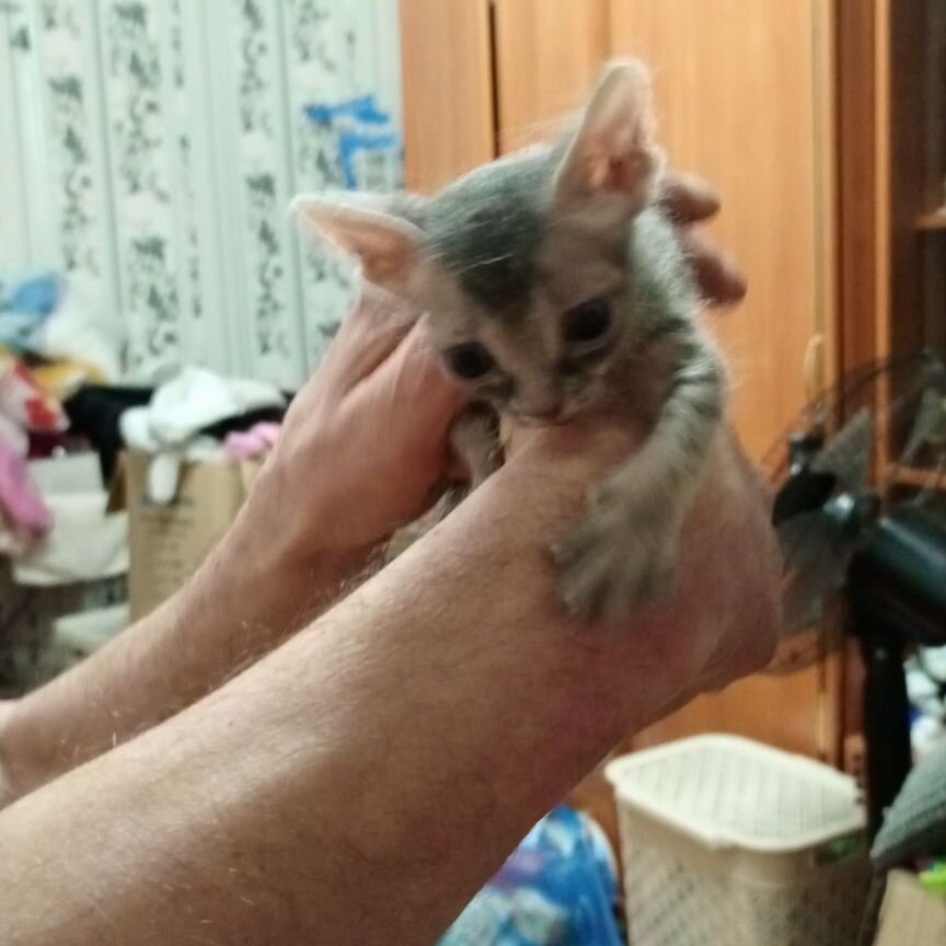Донской сфинкс котята Каменск-Уральский
