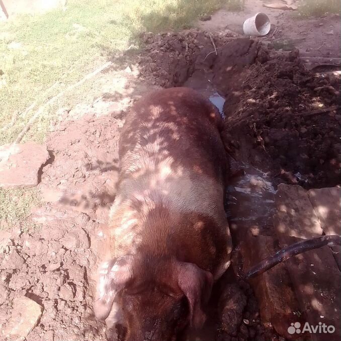 Продается хряк
