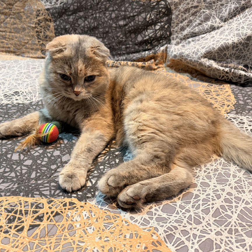 Шотландская вислоухая длинношёрстная, взрослая кошка