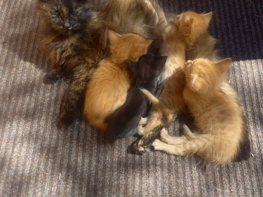 Милые котята