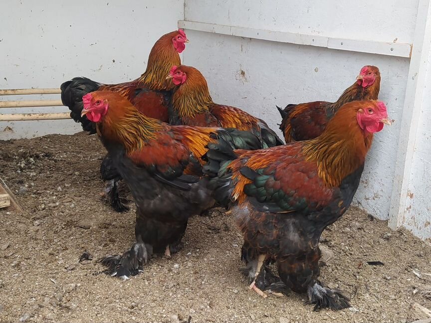 Петухи Брама куропатчатая