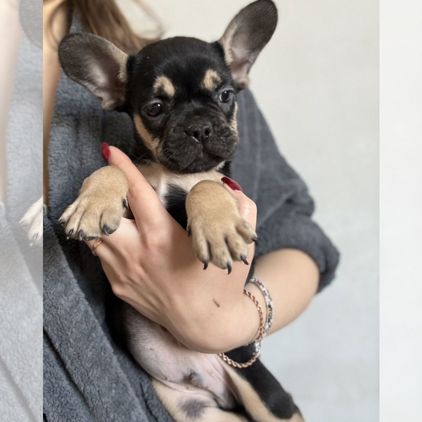 Французский бульдог, щенок