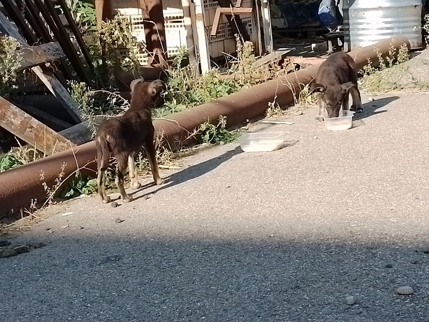 Щенок в добрые руки бесплатно