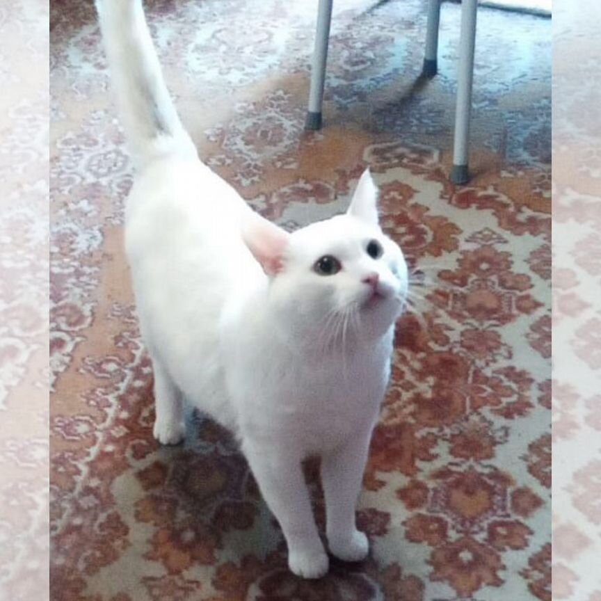 Ангорский кот