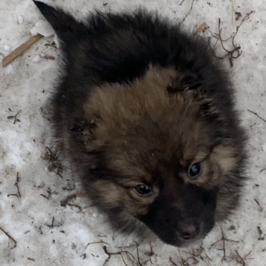 Немецкая овчарка, щенок