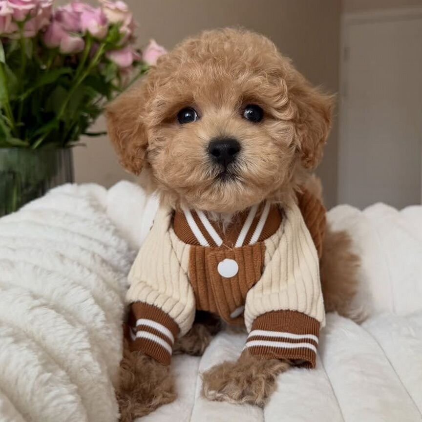 Мальтипу, щенок