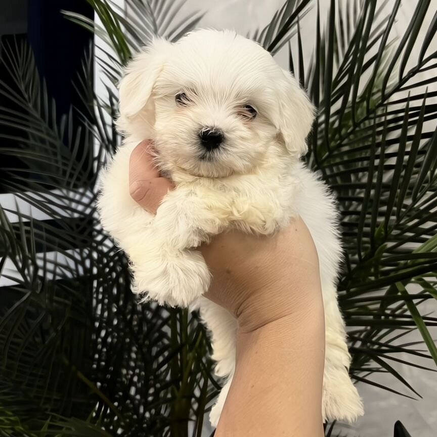 Мальтипу, щенок