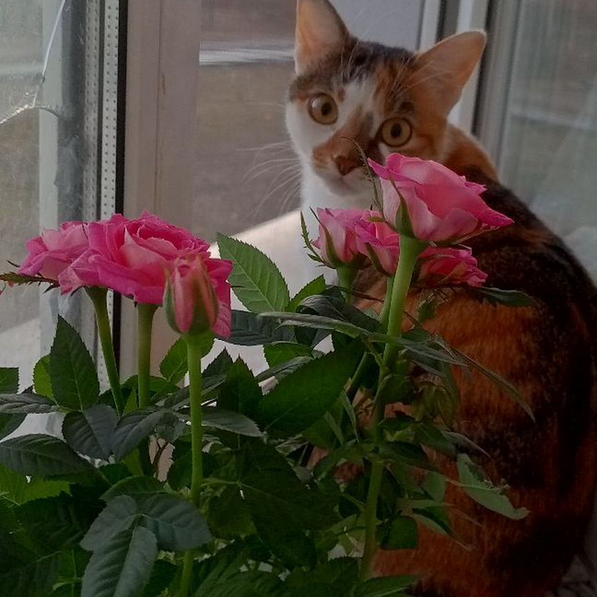 Кошка в добрые руки