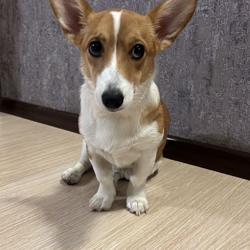 Вельш-корги