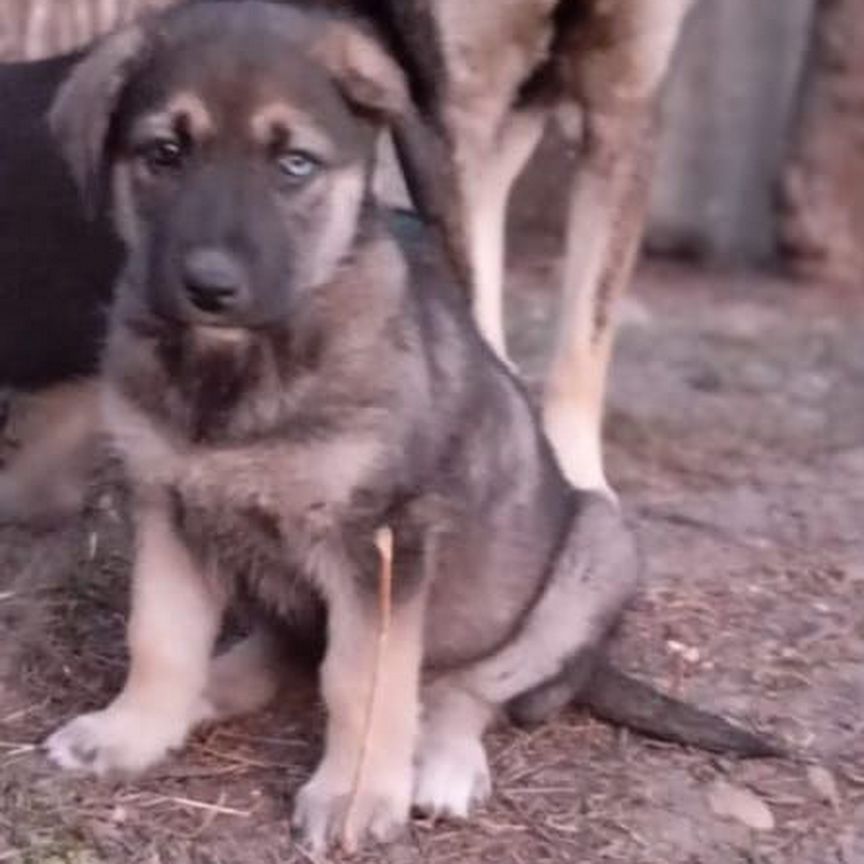 Хорошие друзья