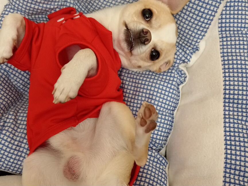 Кобель для вязки