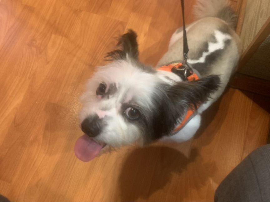 Вязка собак