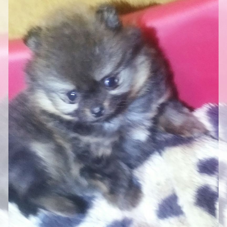 Микро девочка. Шпиц