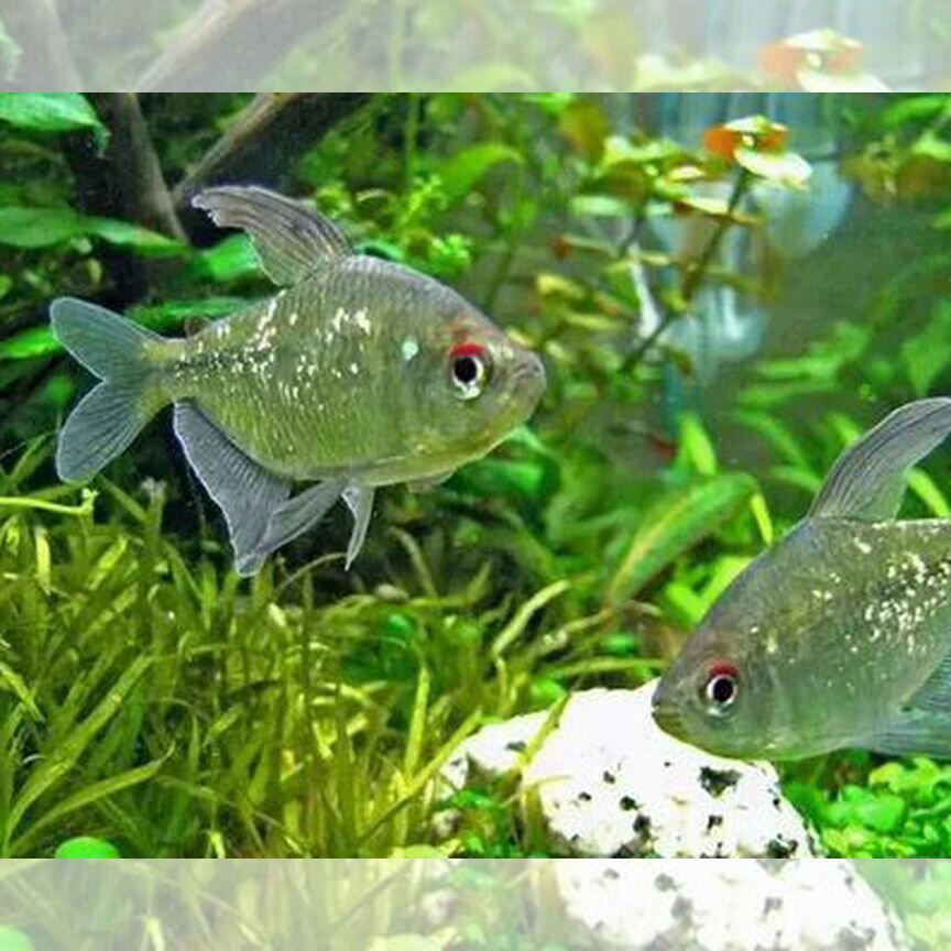 Тетра бриллиантовая