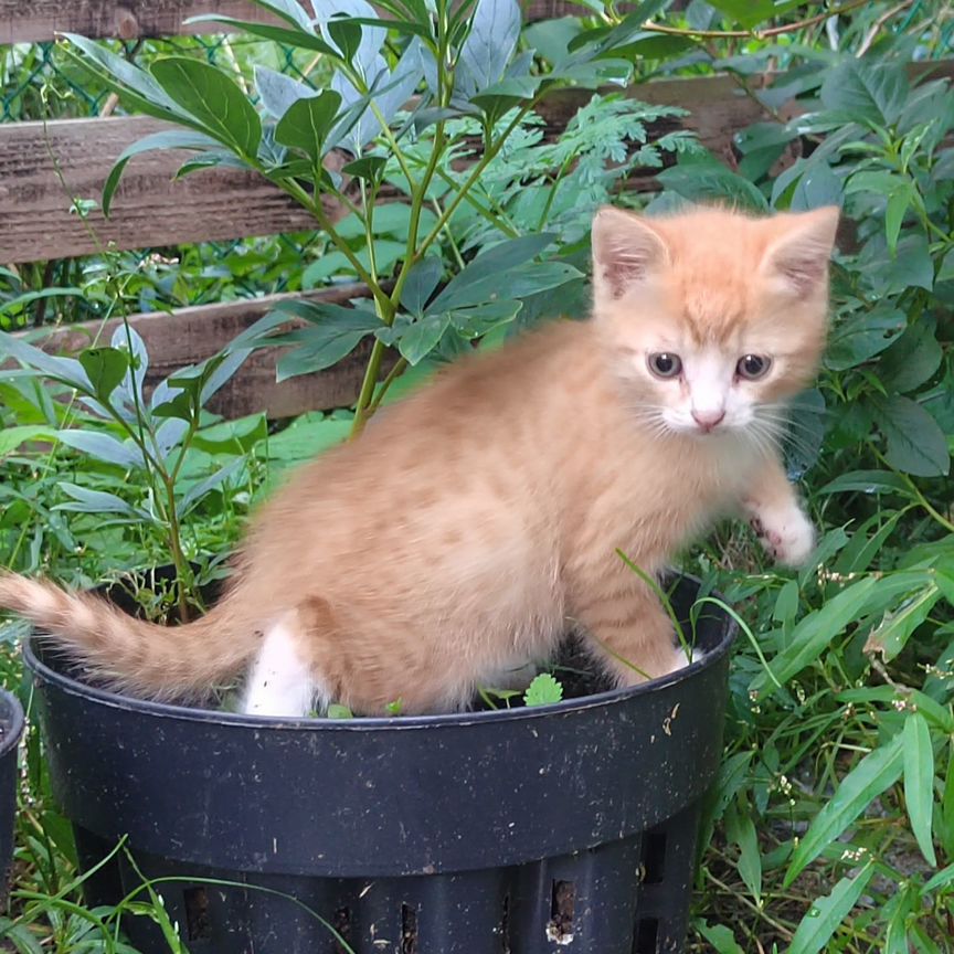 Чудо котодети