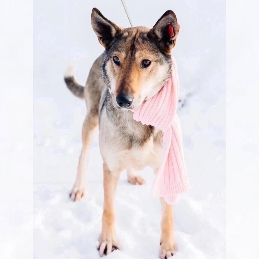 Взрослая собака в добрые руки