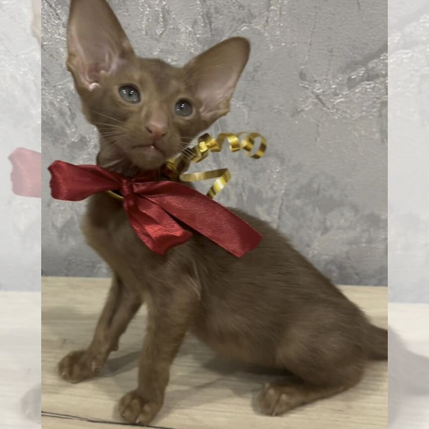 Ориентальный котёнок