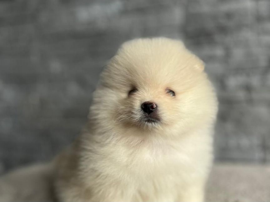 Померанский шпиц