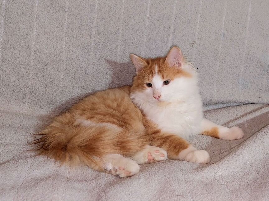 Самый ласковый рыжий котёнок 3,5 месяца