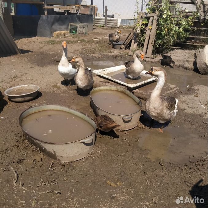 Гусята Холмогоры