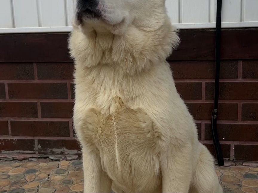 Среднеазиатская овчарка алабай