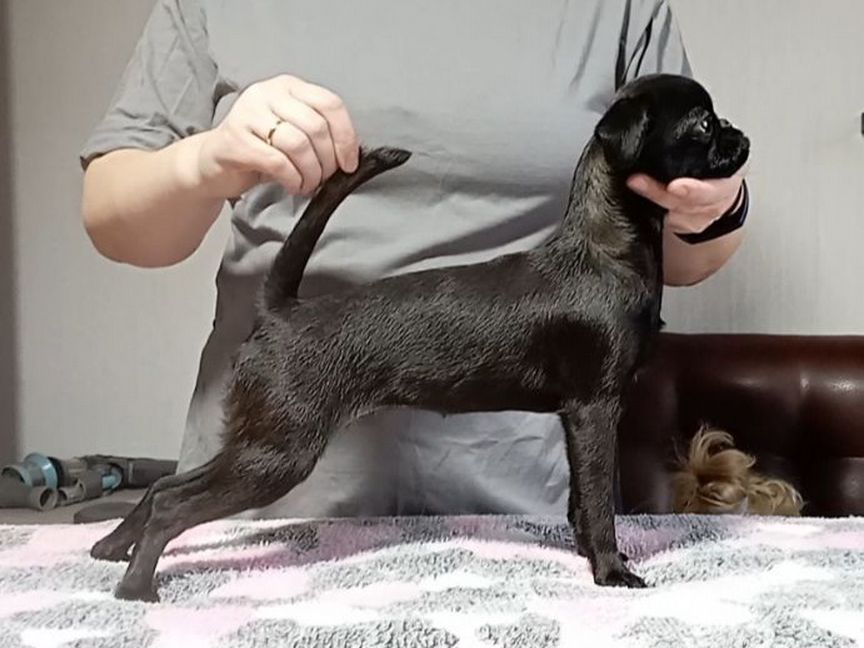 Чисто черный щенок для дома