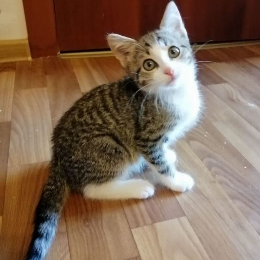 Котёнка выбрасывают на улицу