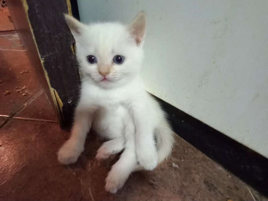 Шотланский котенок
