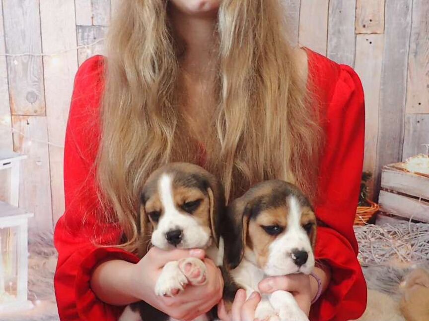 Щенки бигль