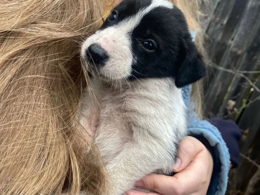 Щенки у дороги