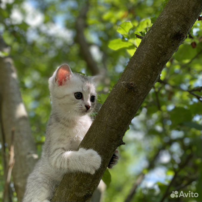 Шотланский котенок