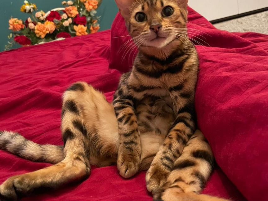 Продам котят бенгалов