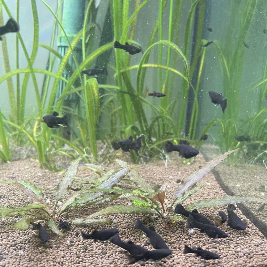 Аквариумные рыбки. Моллинезии