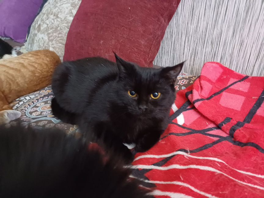 Котик Черныш