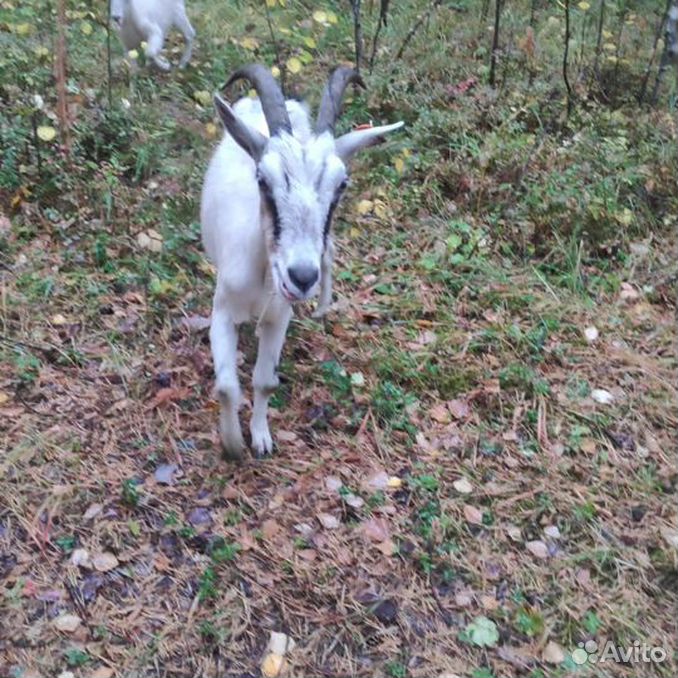 Зааненские козы