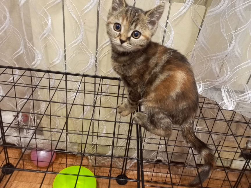 Британские котята