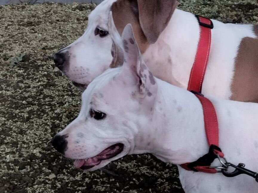 Подружки амстафф