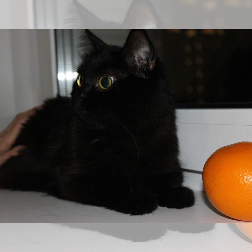 Котик Черныш