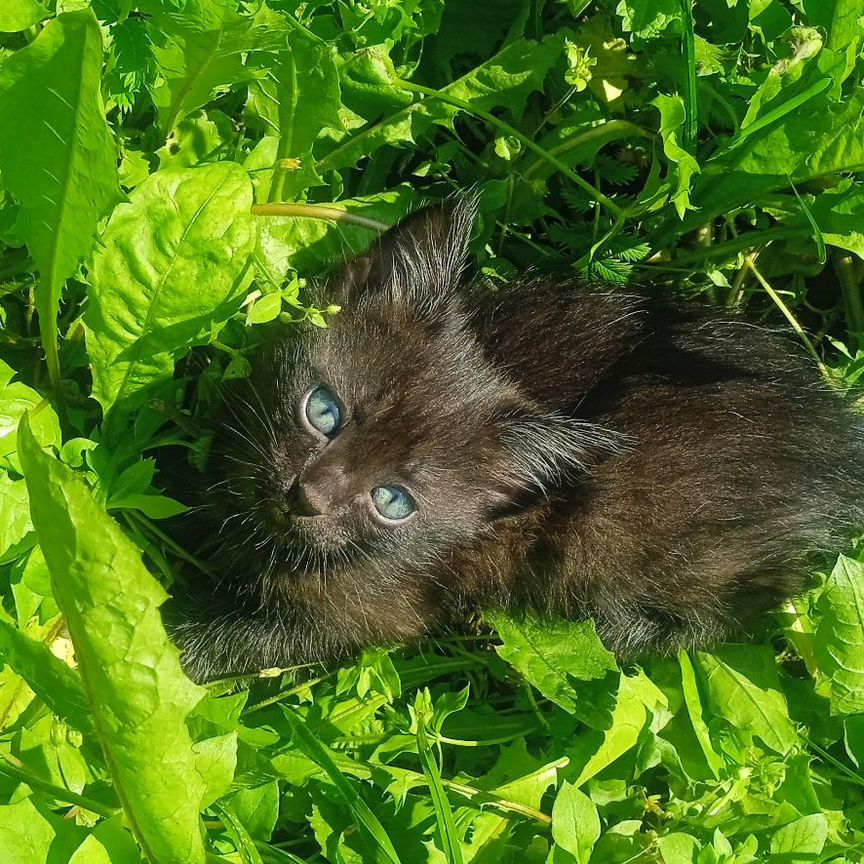 Отдам в добрые руки котят