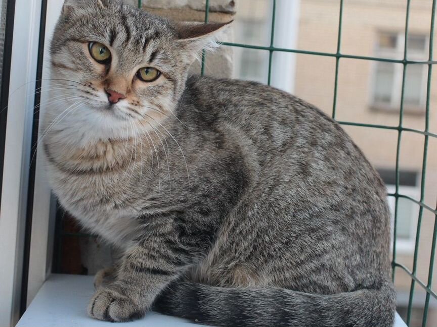 Котенок Изи 5 месяцев раскосые глазки