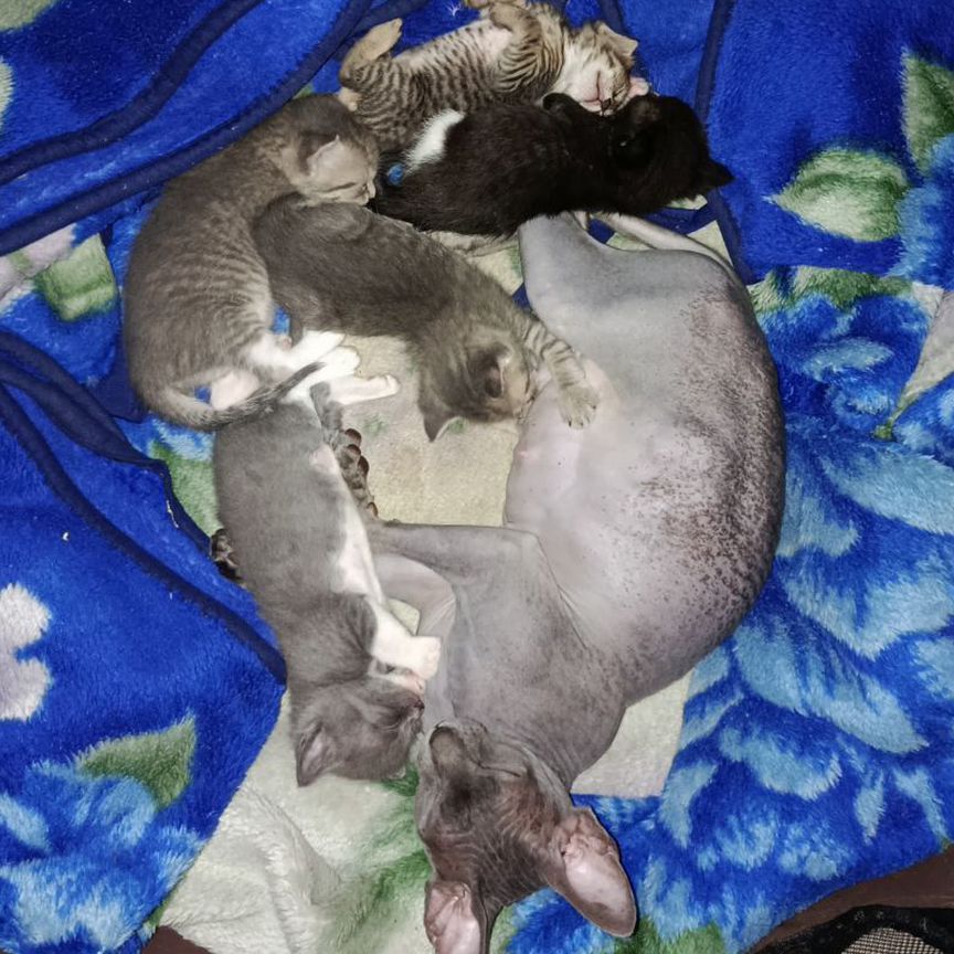 Отдам котят в добрые руки