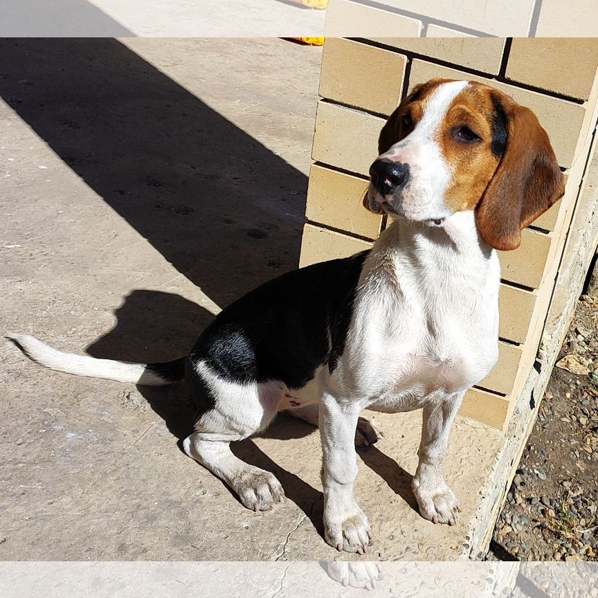 Эстонская гончая щенок