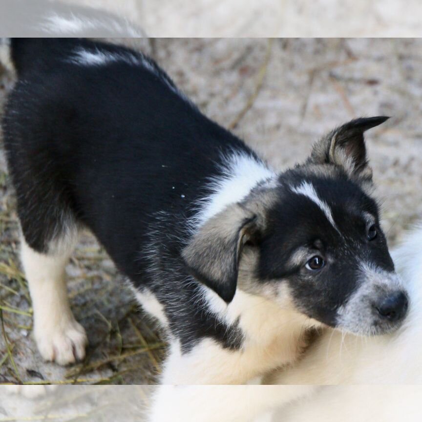 Щенок в добрые руки