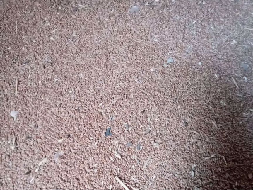 Рожь озимая