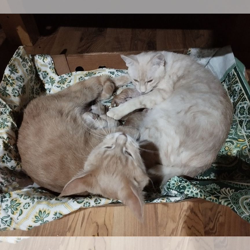 Мейн-кун котёнок