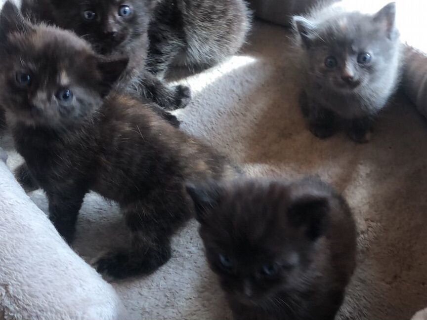 Котята