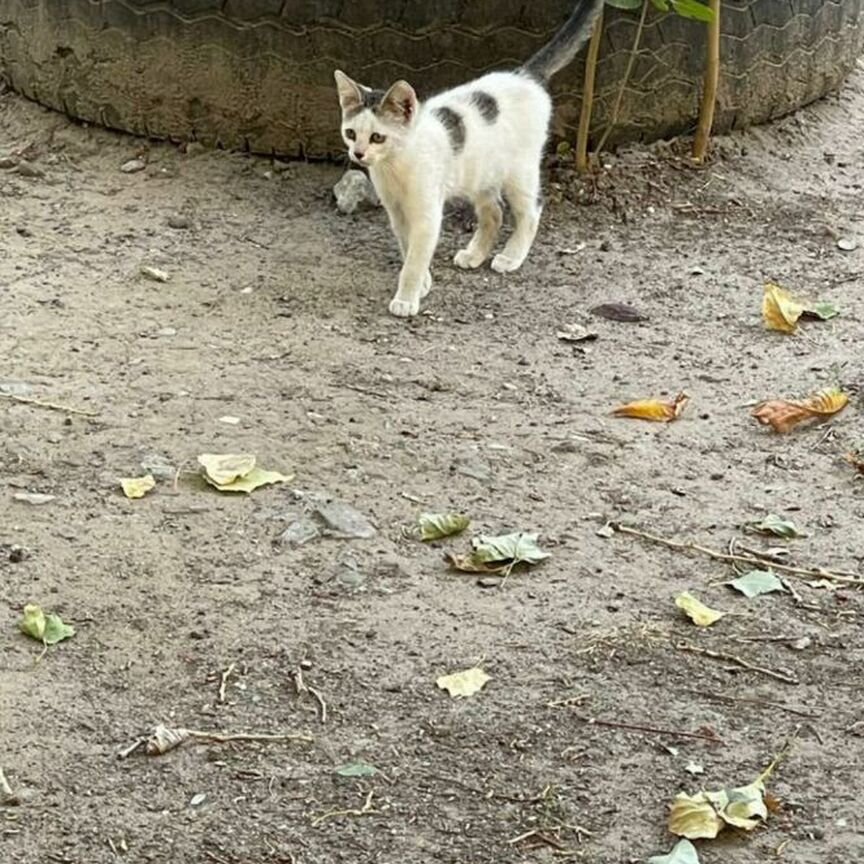 Кошечка