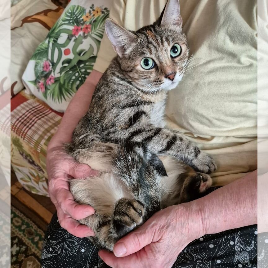 Кошка Джессика в добрые руки ищет дом