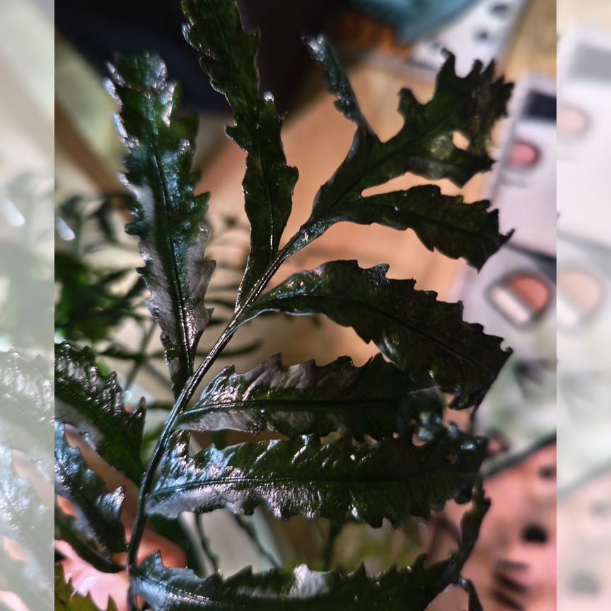 Кустик папоротника Болбитис Геделоти