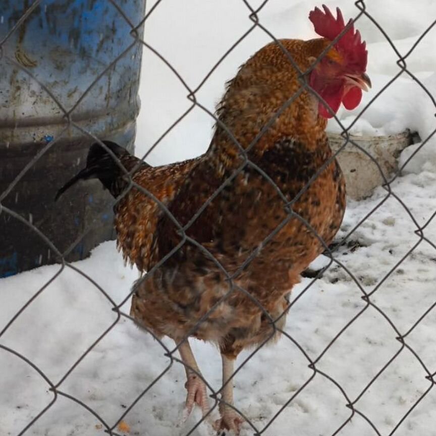 Домашние молодые петухи